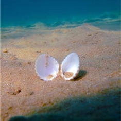 Underwater photography by Simon Dunn from Tanked Up Magazine